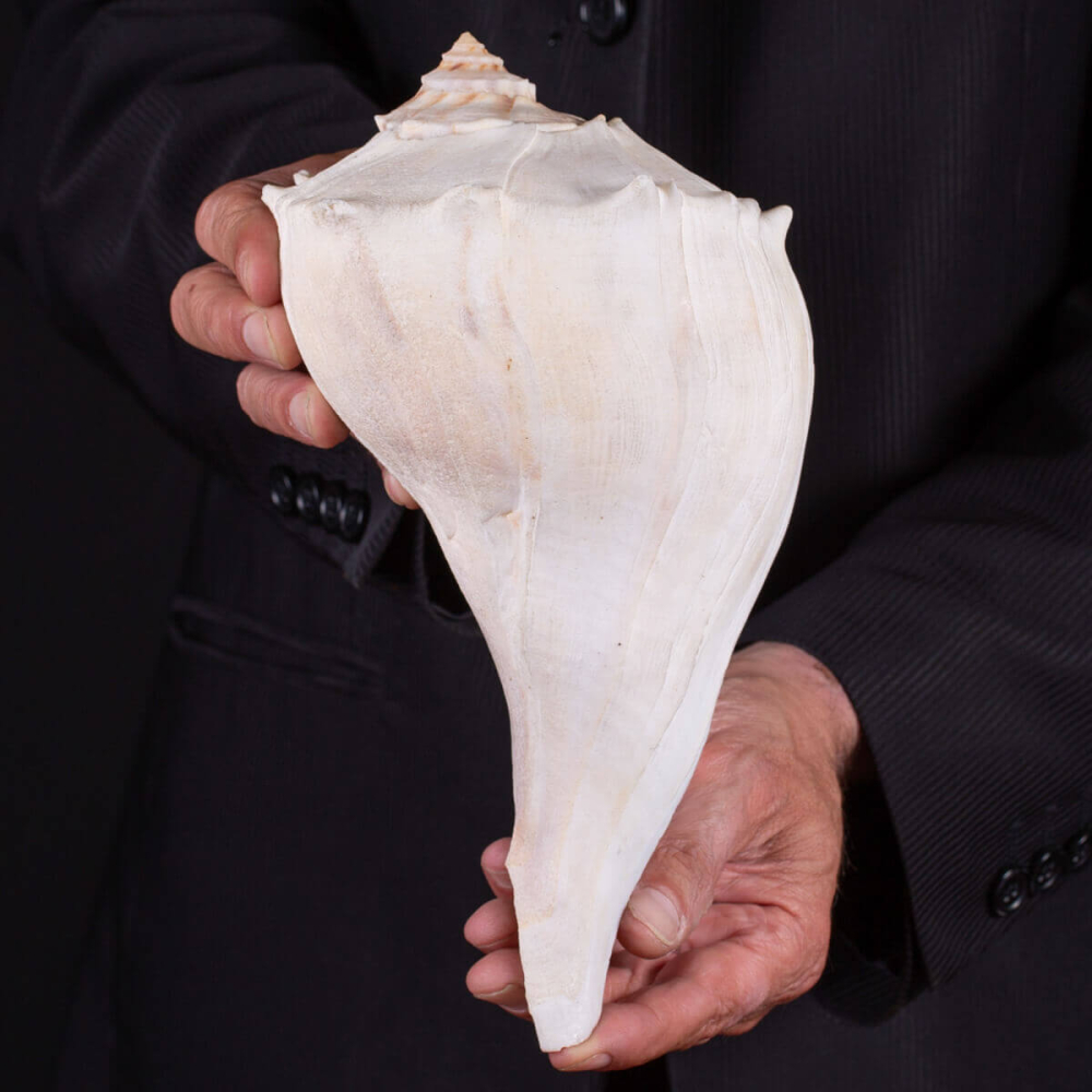 Busycon Contrarium - Sinistrofulgur Sinistrum